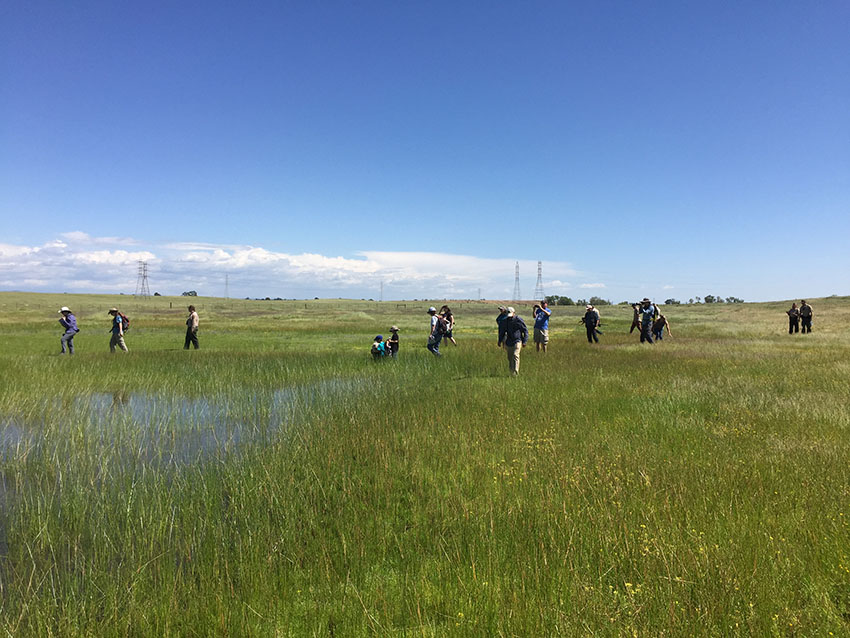 Vernal Pools (Prairie City SVRA)