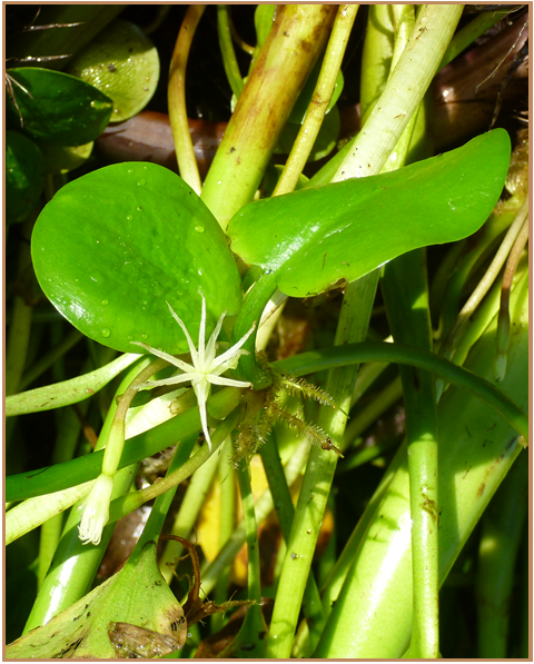 Identify An Aquatic Weed