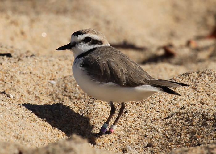 Snowy Plover Nesting Season Begins at Monterey Bay Beaches